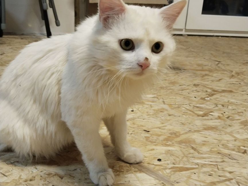Кот турецкая ангора