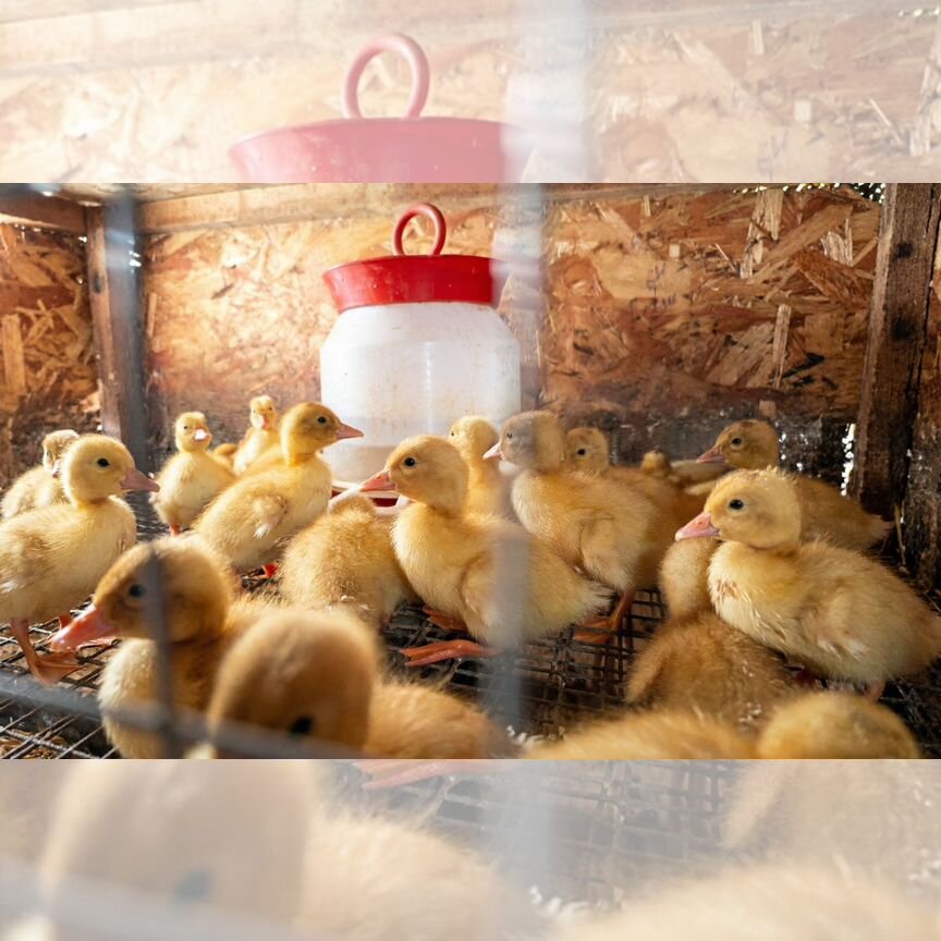 Лучшая утка ст 5 от фермера