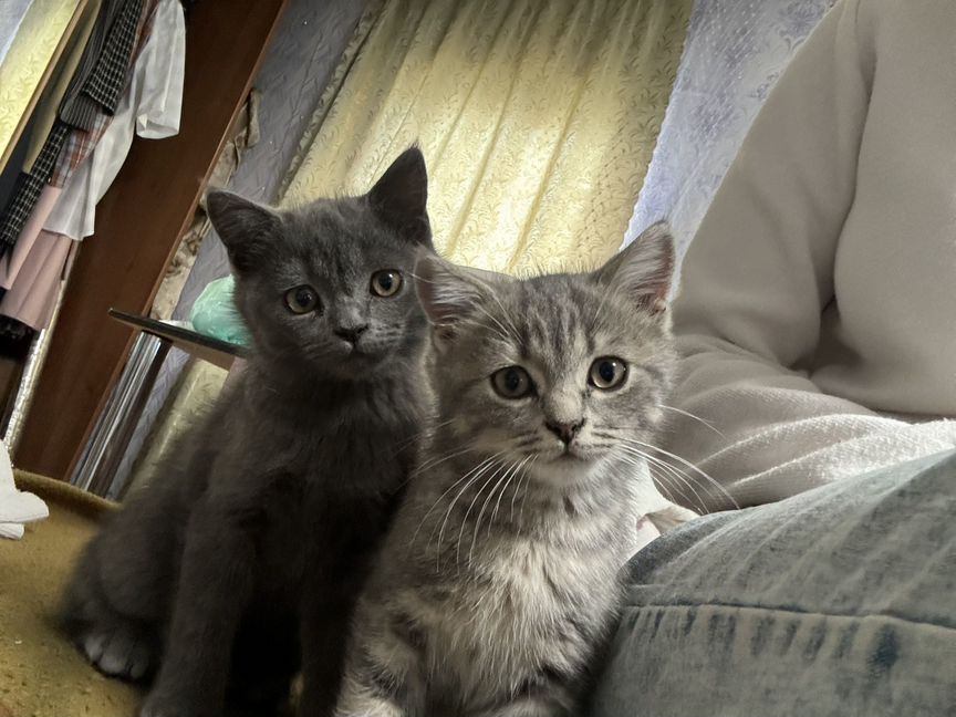 Котята