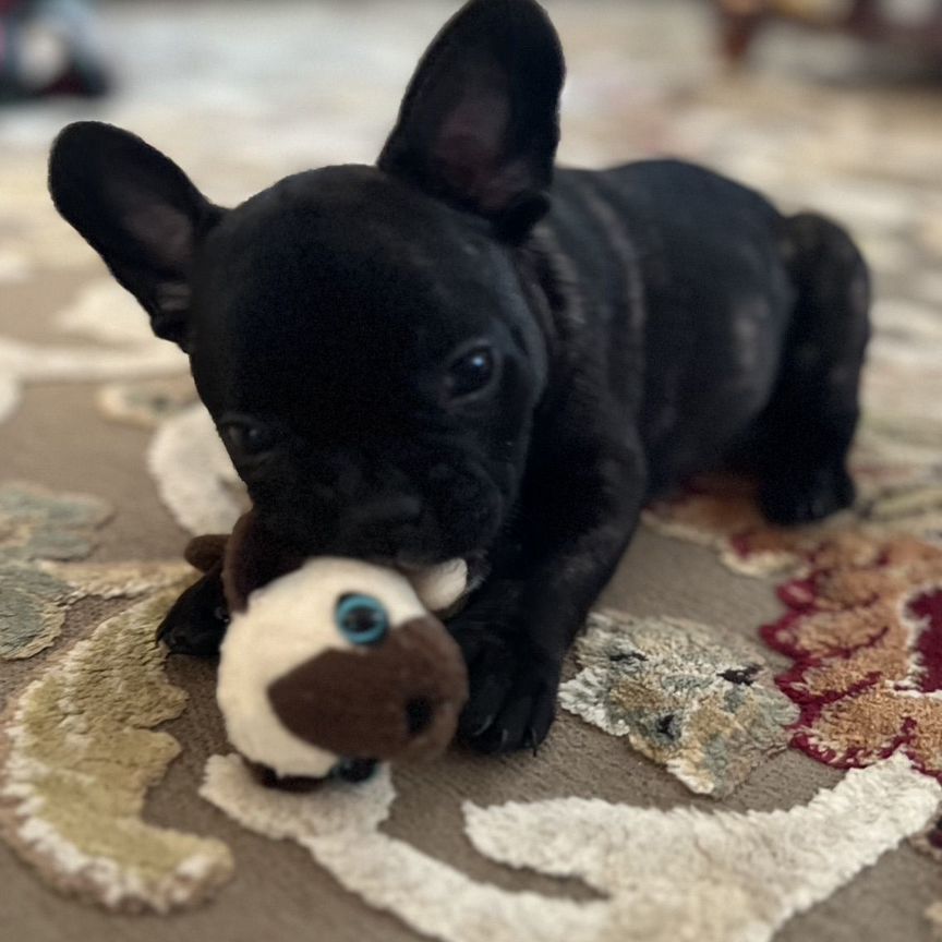 Французский бульдог, щенок