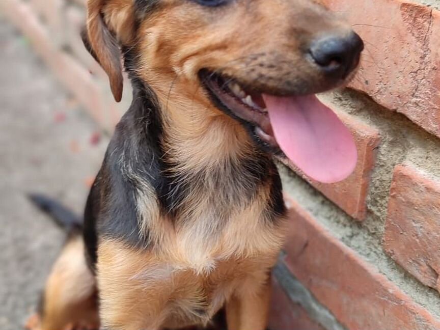 Щенок в добрые руки