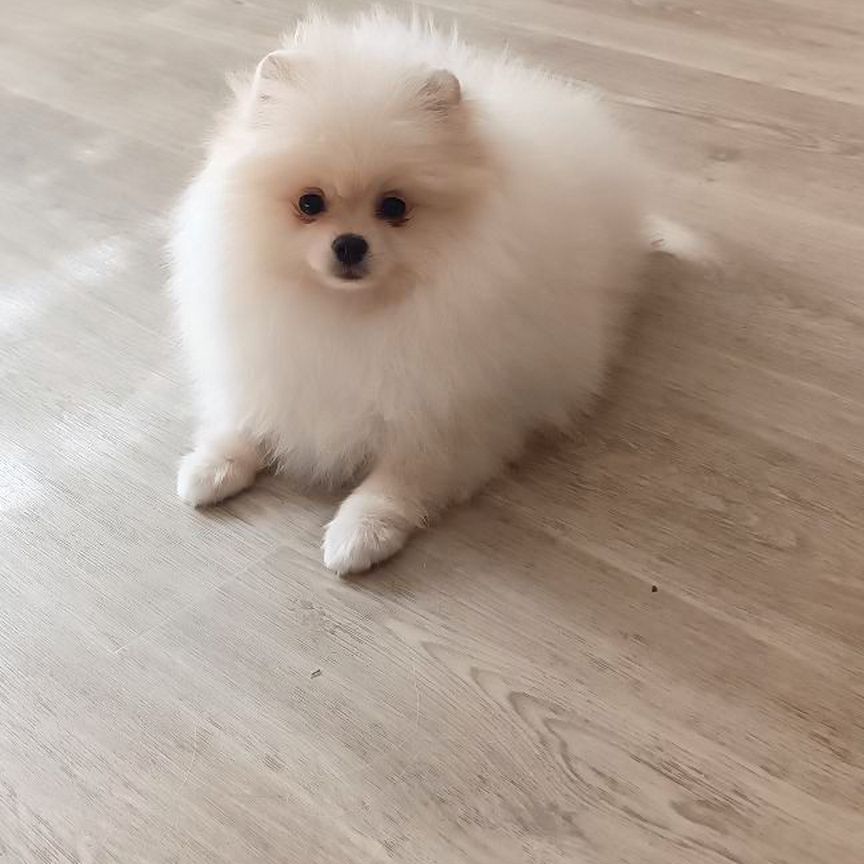 Шпиц