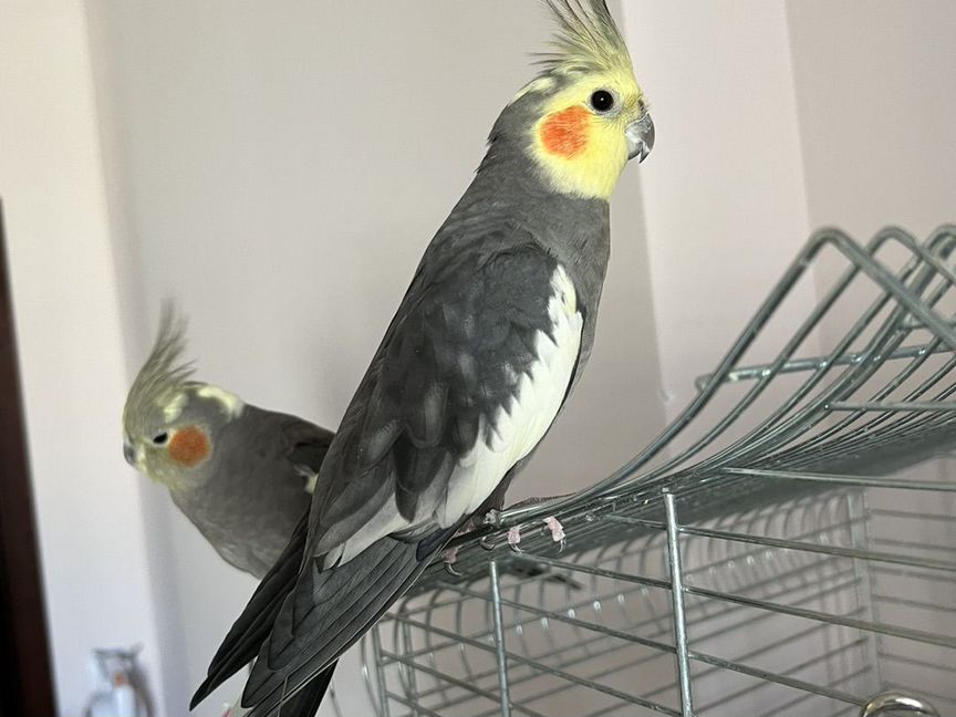 Попугай корелла с клеткой