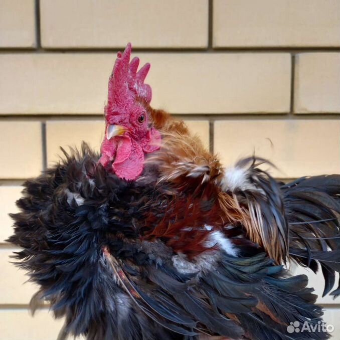 Курица и петух серама