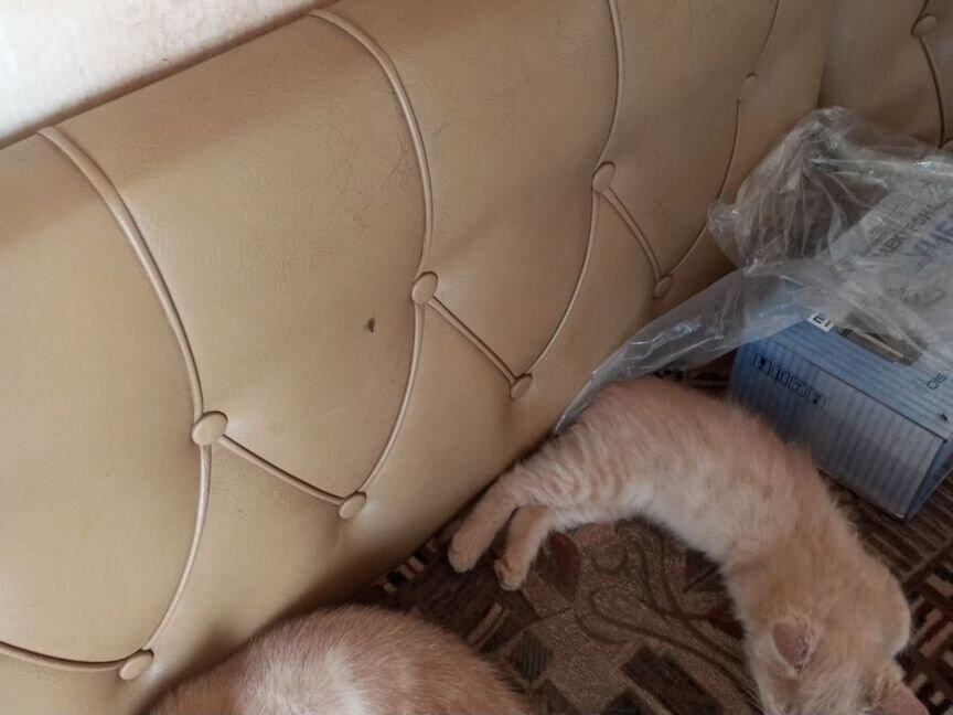 Кошка в дар бесплатно