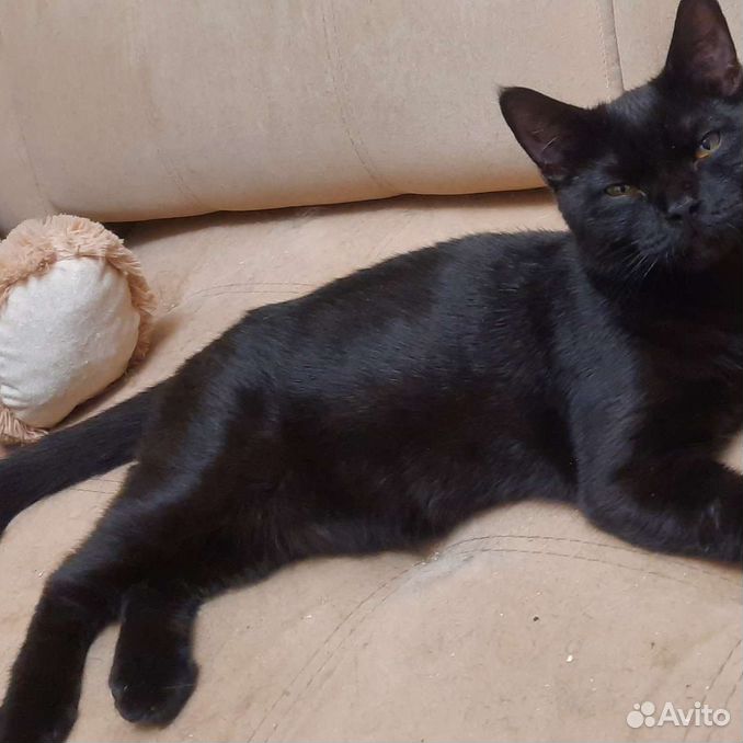 Черный шотландец котенок