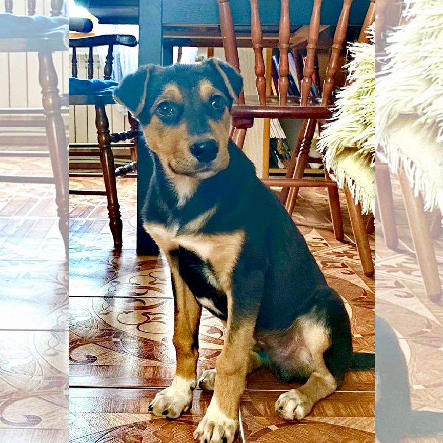 Умный щенок мальчик