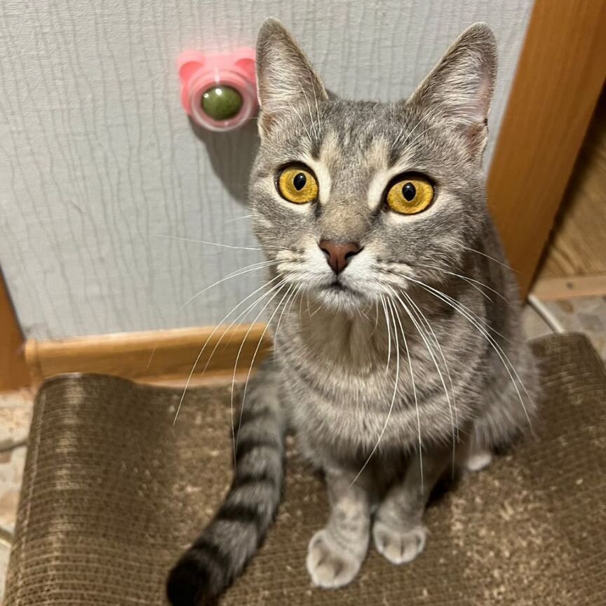 Кошка с янтарными глазами