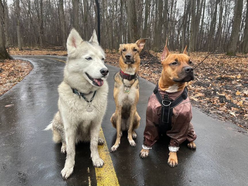 Собака компаньон для прогулок