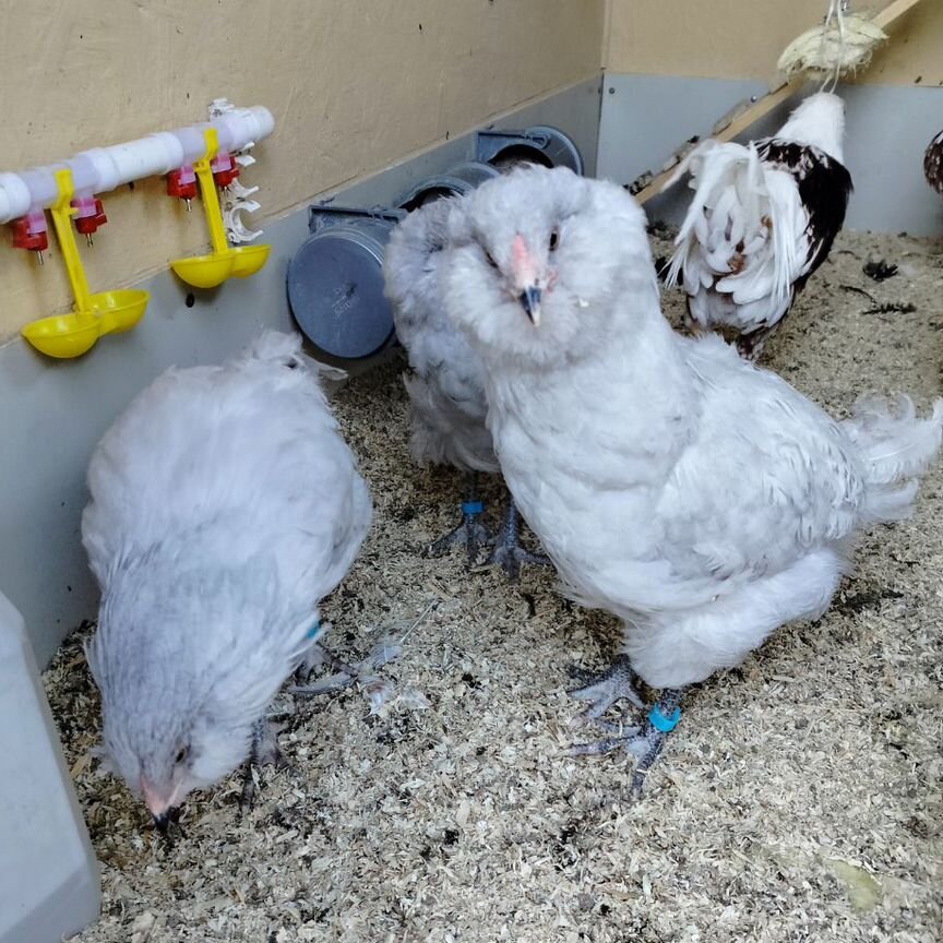 Петух амераукана лаванда