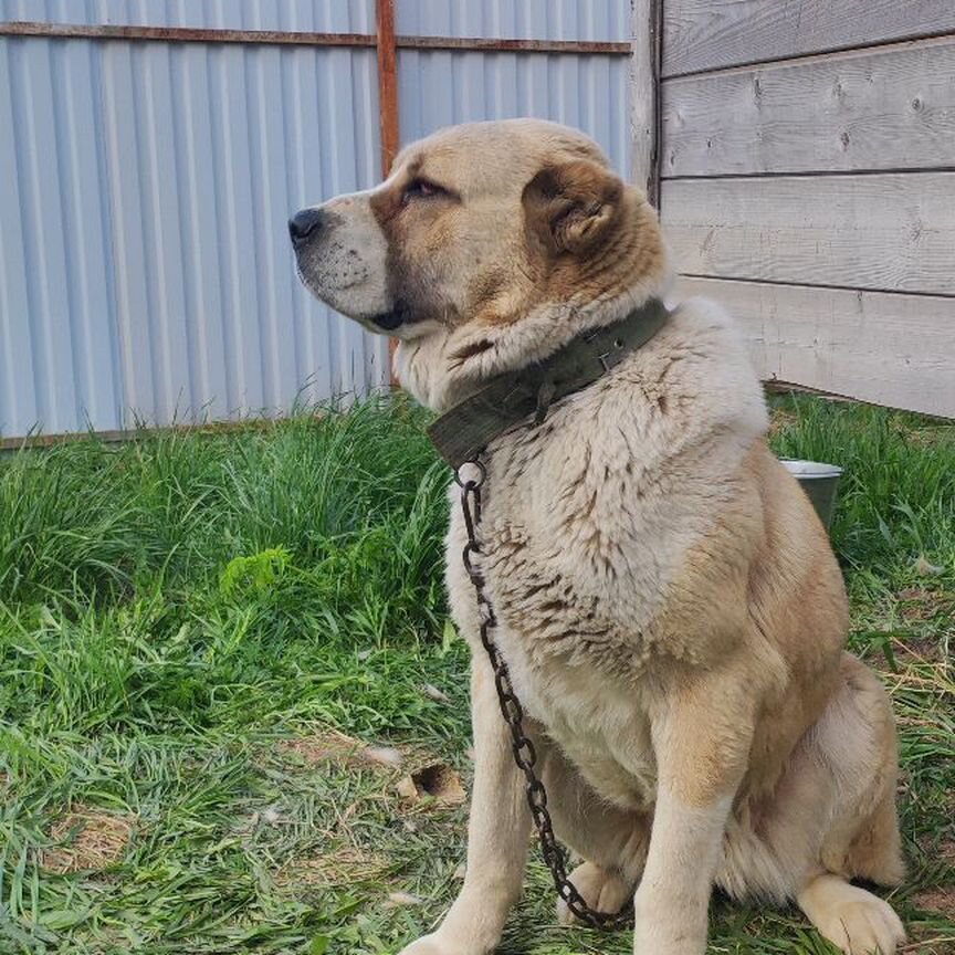 Отдам в добрые руки