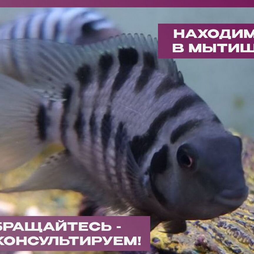 Цихлазома чернополосая