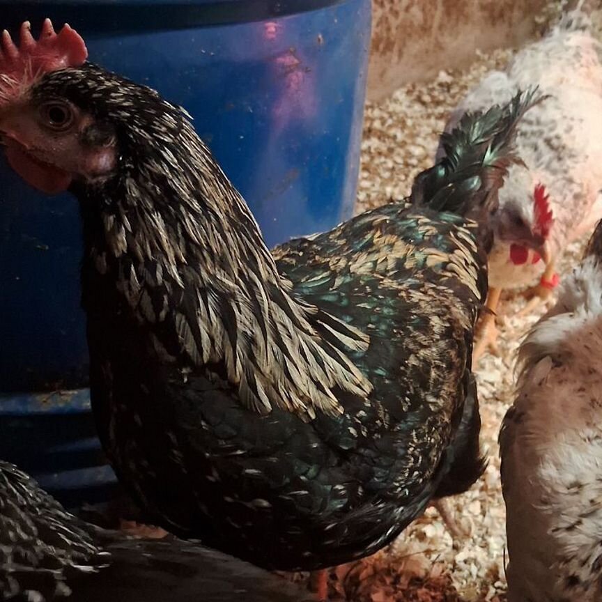 Продам молодых петушков