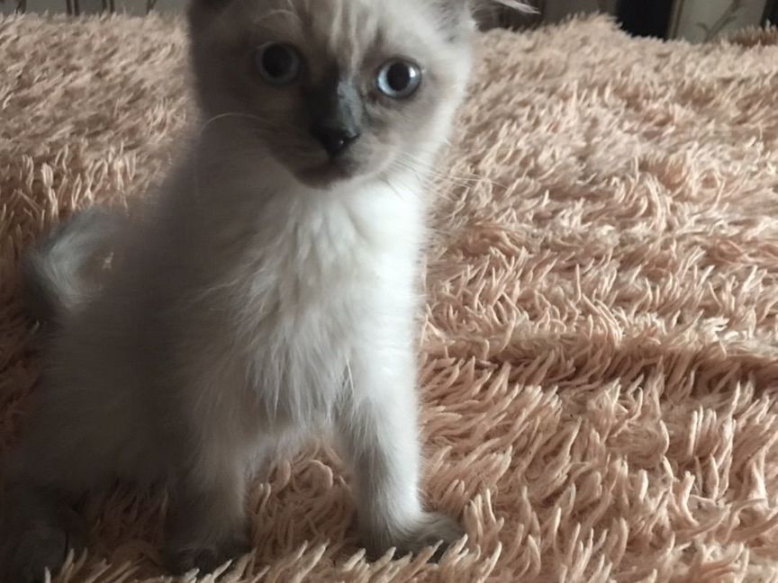Невские маскарадные котята