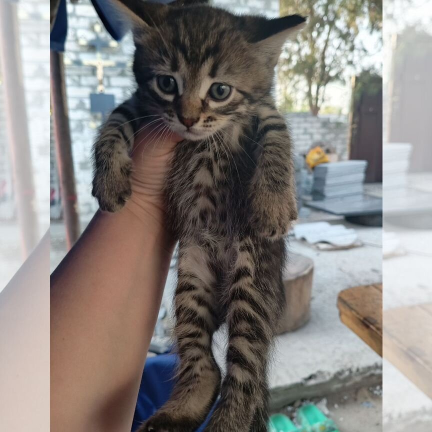 Домашние животные кошки