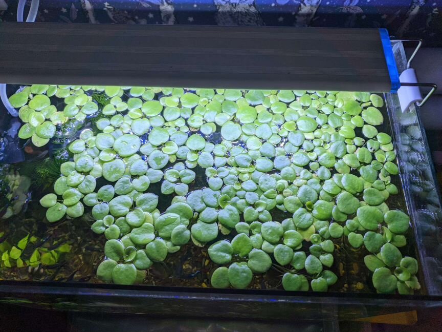 Плавающие растения Лимнобиум Обмен