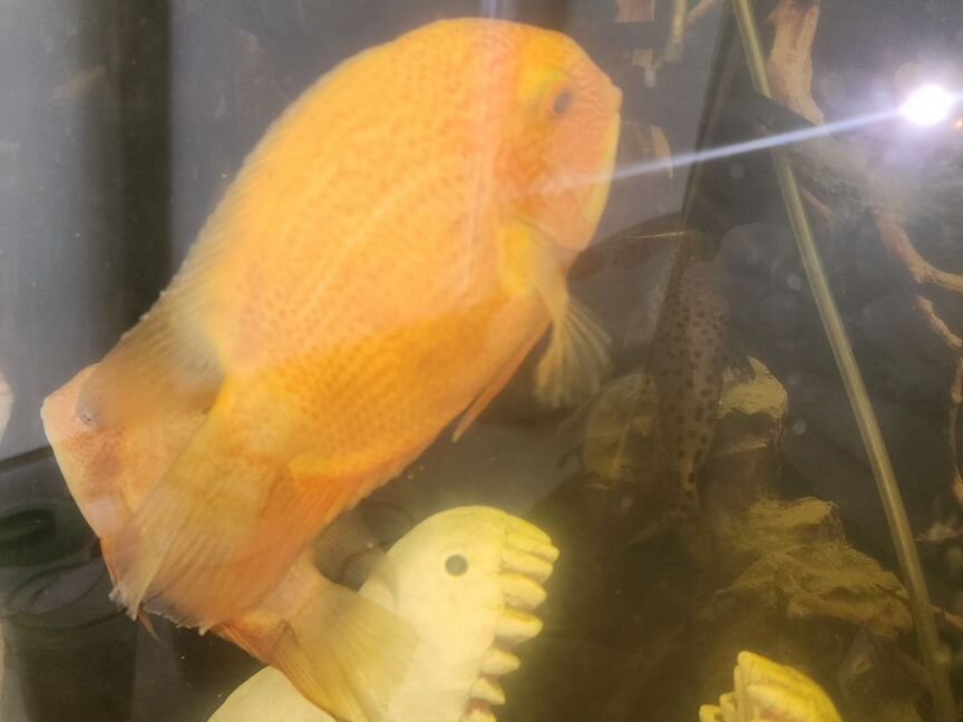 Северум красноточечный