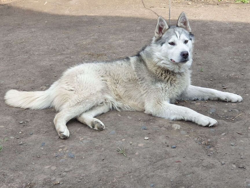 Собака