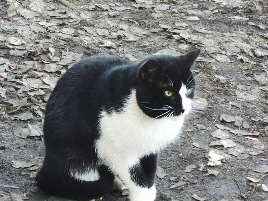 Ищет дом котик Фоксик с прекрасным характером