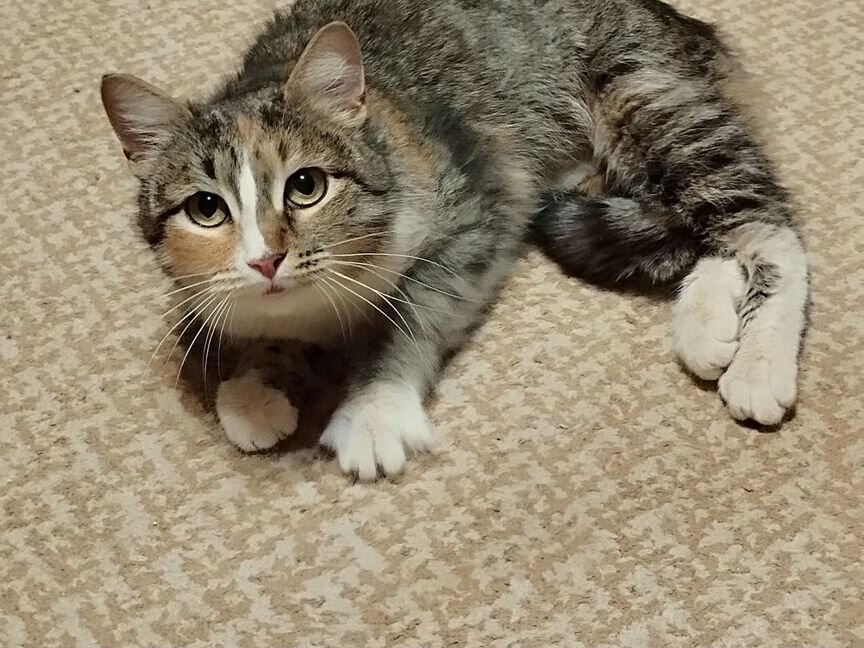 Трехшерстная кошечка ищет дом