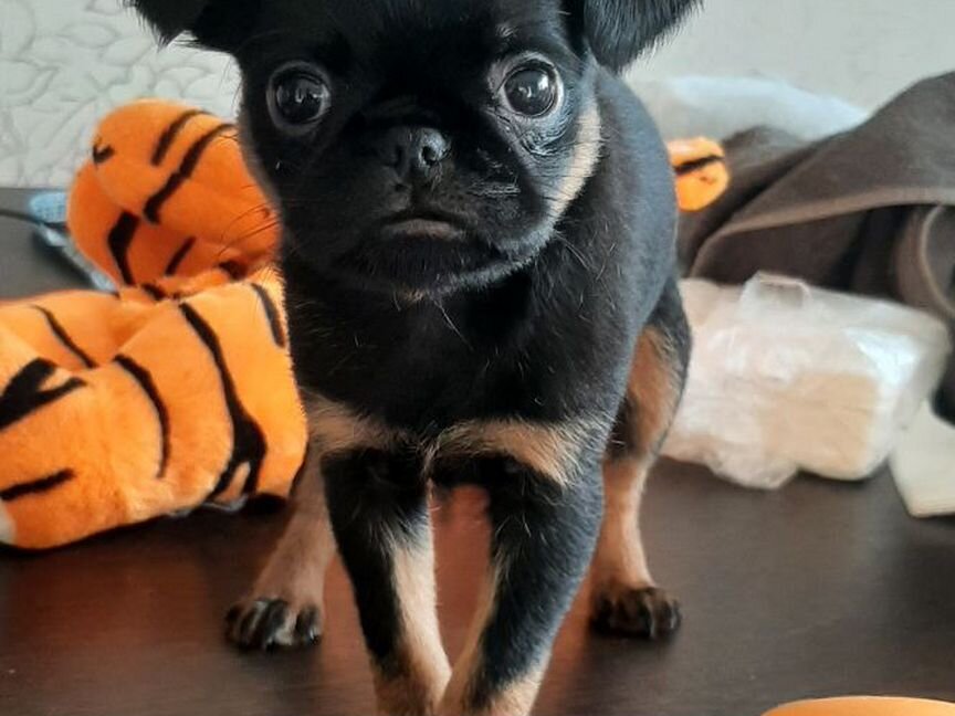 Пти брабансон