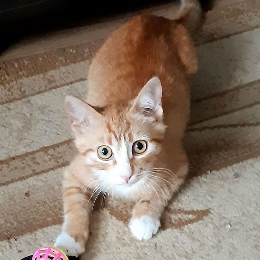 Котенок ищет дом