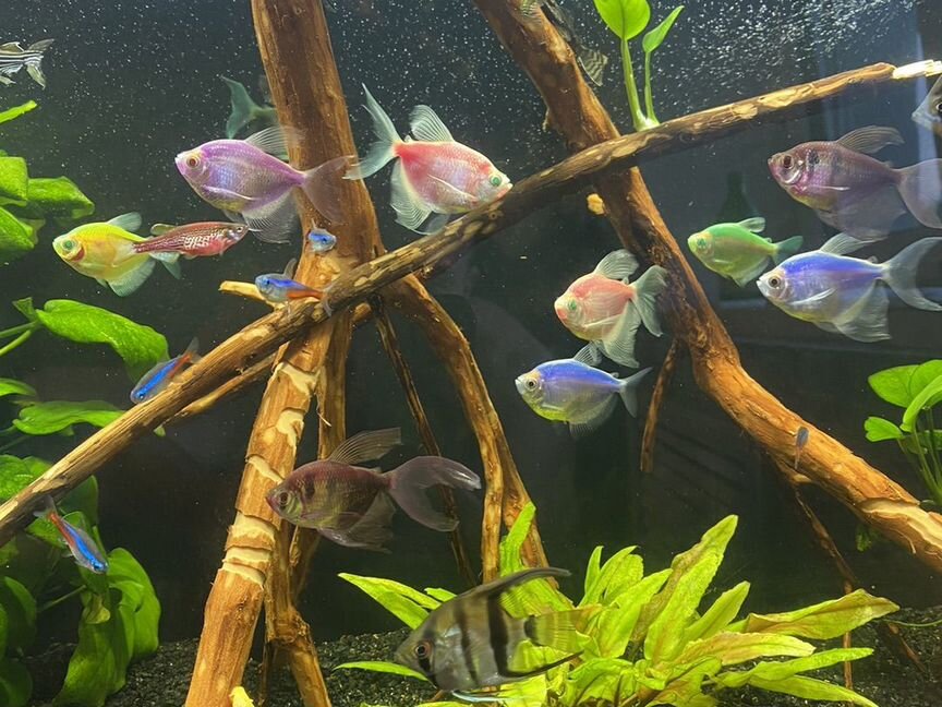 Тернеция гло рыбы