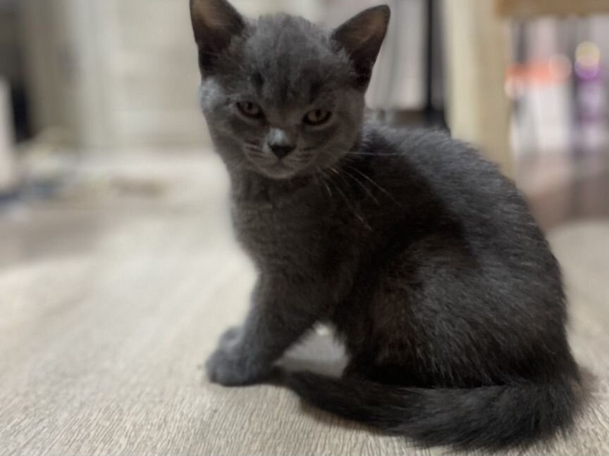 Шотландские котята