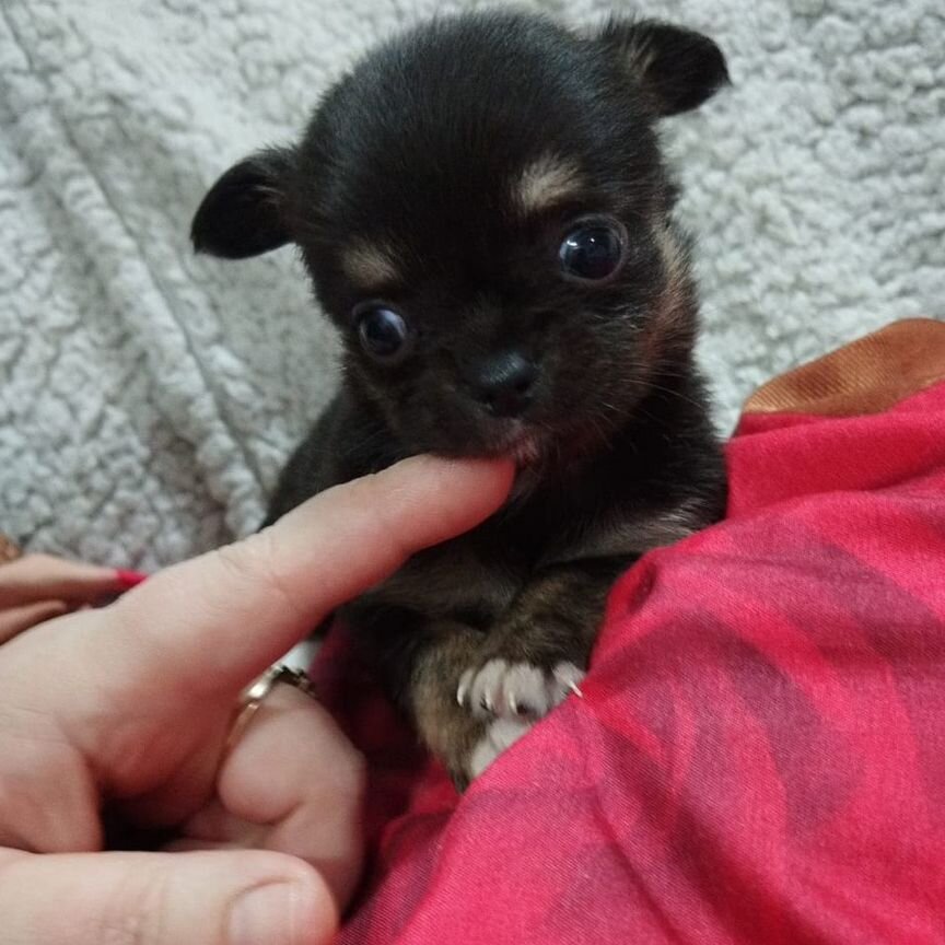 Щенки чихуахуа мини