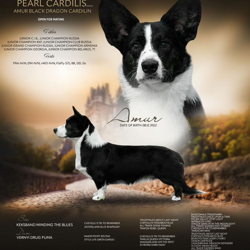 Вельш-корги кардиган вязка