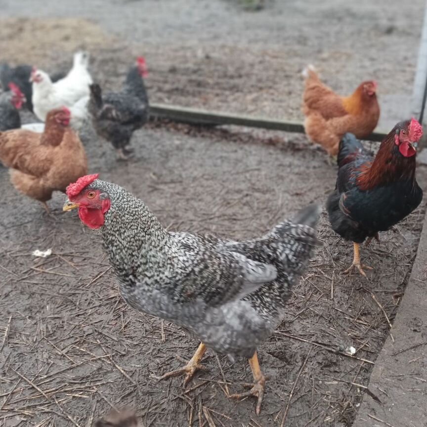 Петушки деревенские 5 месяцев