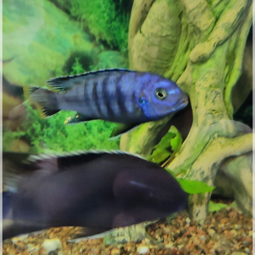 Псевдотрофеус соулози