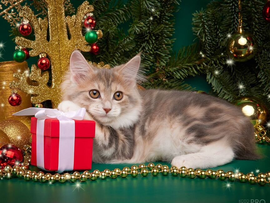 Снежная королева. Редкая голубая золотая курилочка