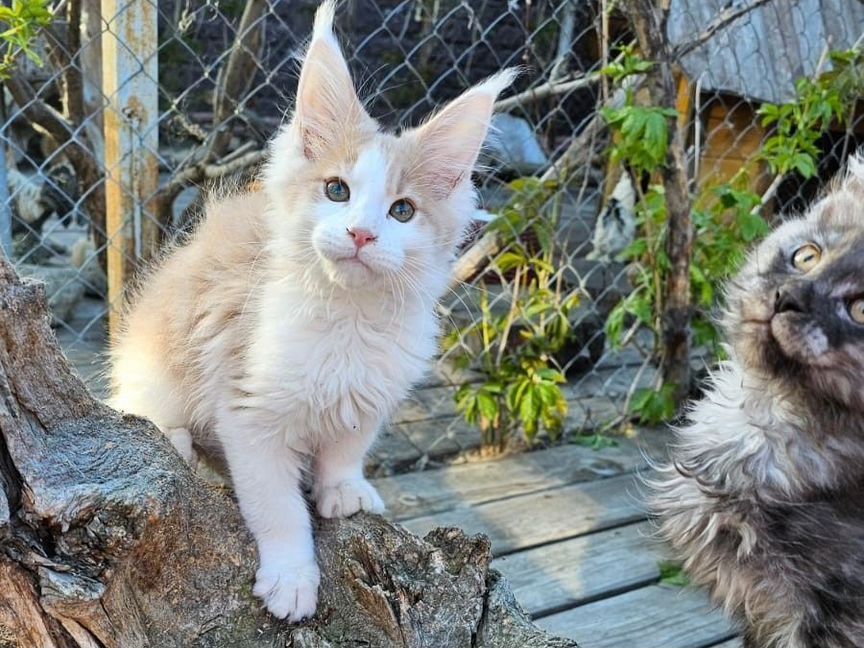 Котята мейн-кун