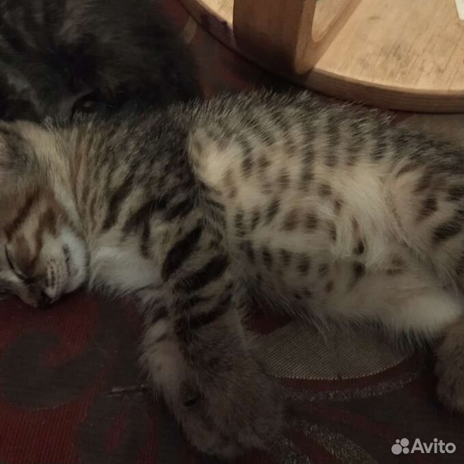 Котятки в дар бесплатно