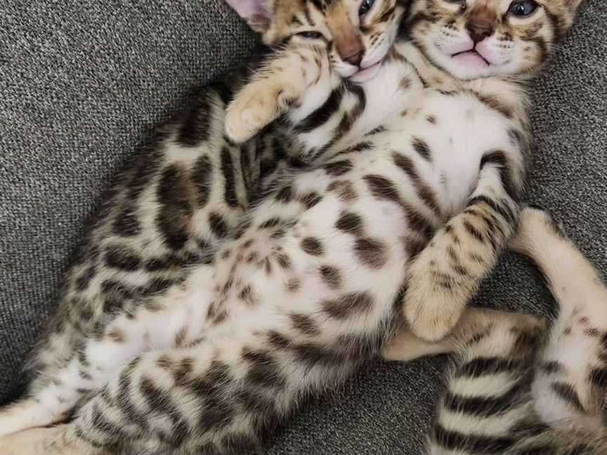 Бенгальская