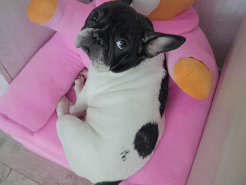 Французский бульдог