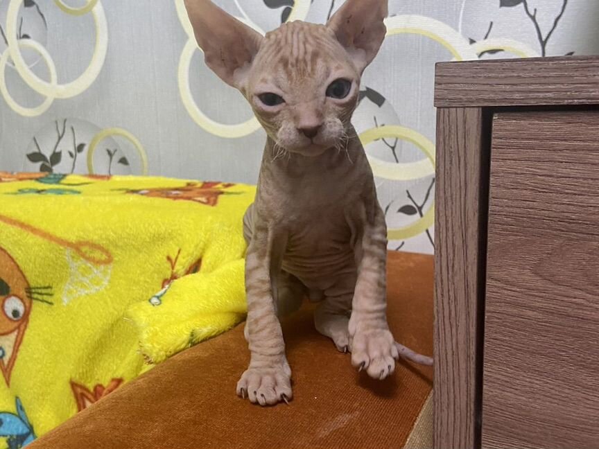 Донской сфинкс(браш)