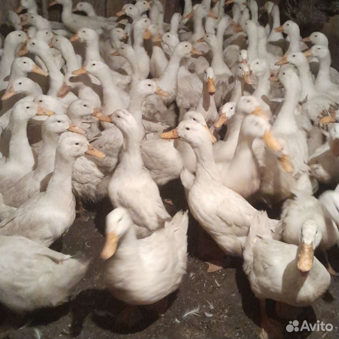 Старт 53 утята подрошенные