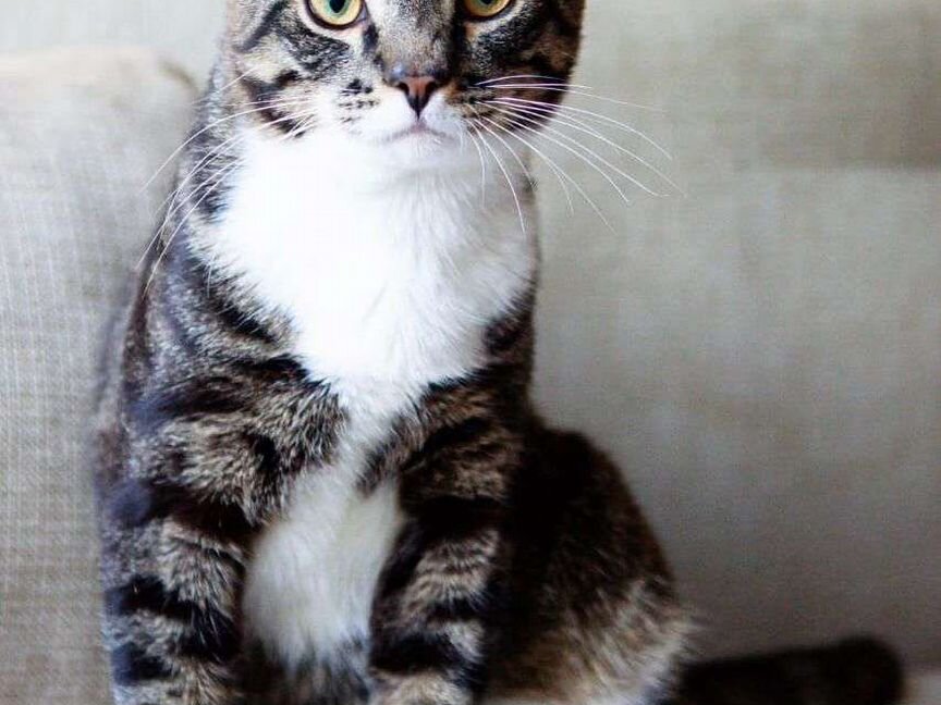 Котик 11 месяцев