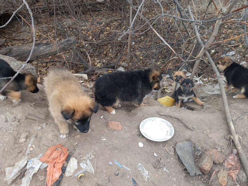 Щенки мерзнут