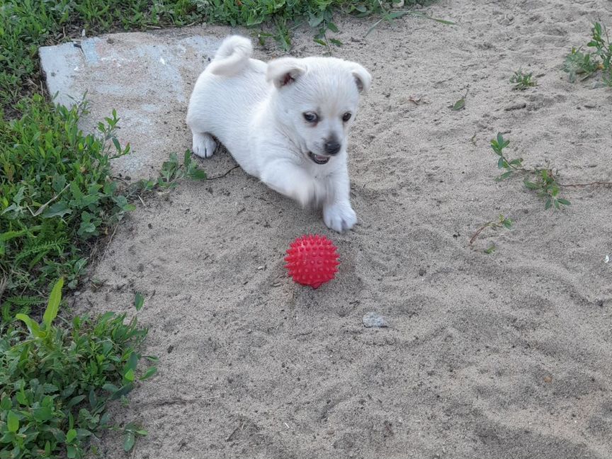 Щенки в добрые руки бесплатно