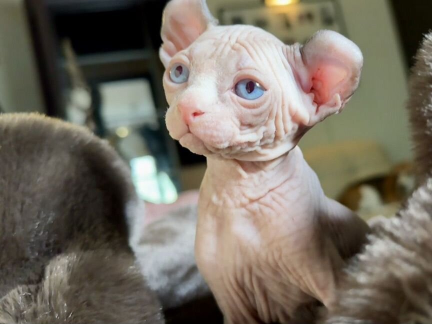 Эльф с сине-голубыими глазами (1месяц и 10 дней)