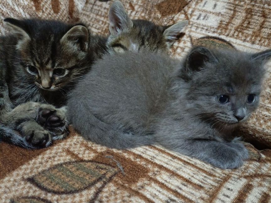 Котята в добрые руки