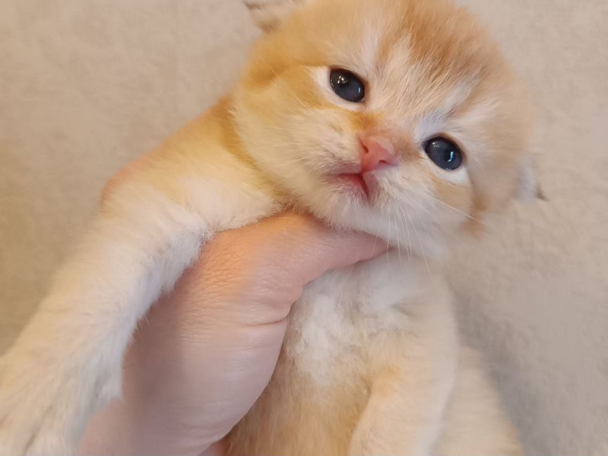 Шотландские котята золотая шиншилла