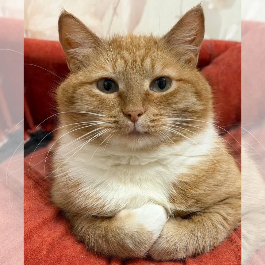 Взрослая, кошка в добрые руки