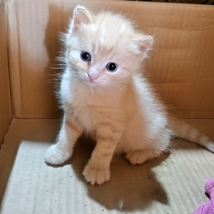 Котёнок в добрые руки