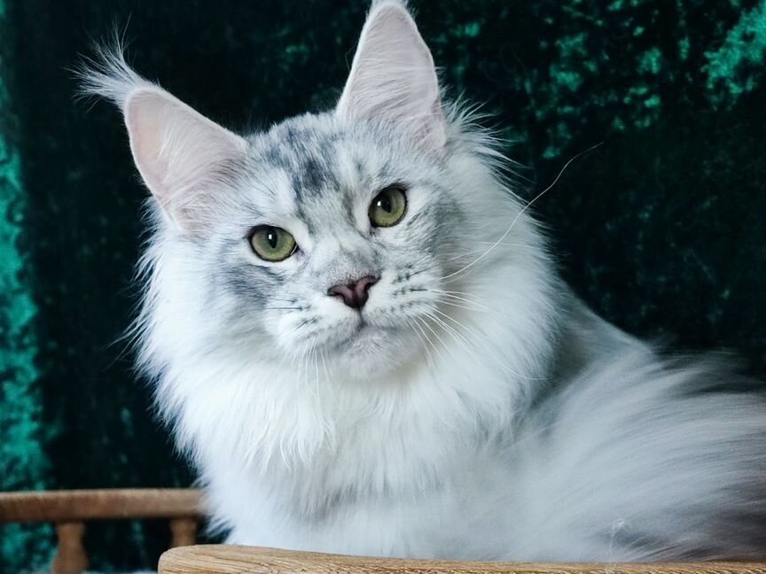 Роскошная серебряная красотка