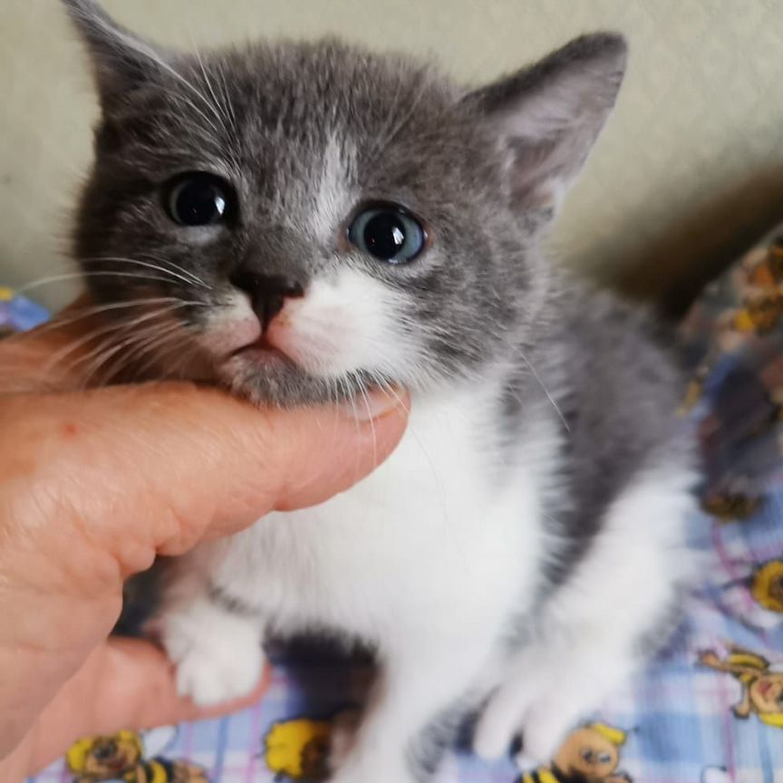 Котёнок в добрые руки