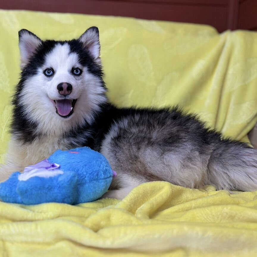 Помски, щенок